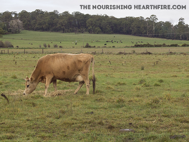 We bought a cow. – The Nourishing Hearthfire