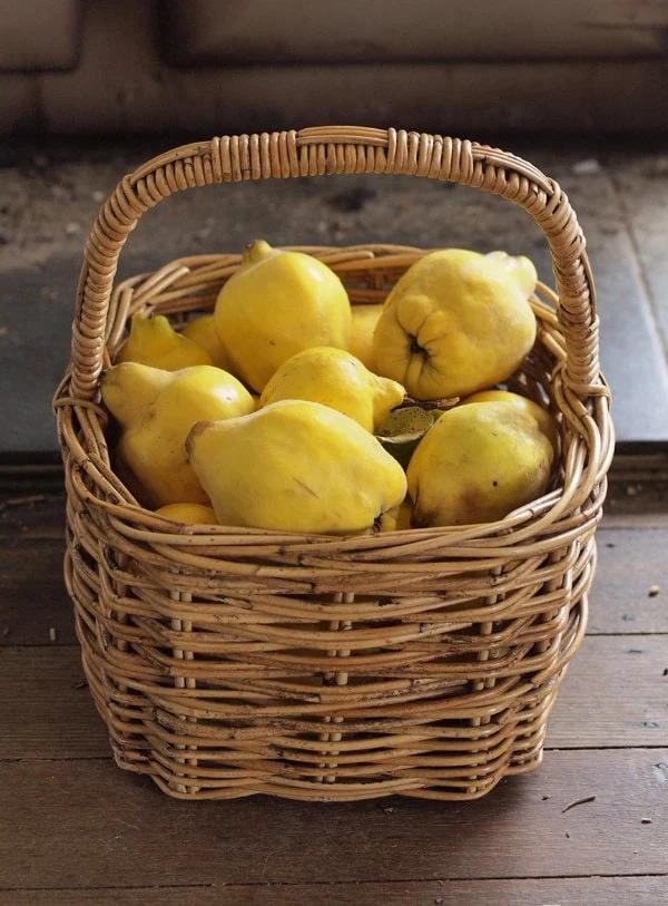 Quinces: How to prepare, cook, and preserve them