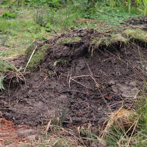 Root cellaring without a root cellar: Simple off-grid food storage ...